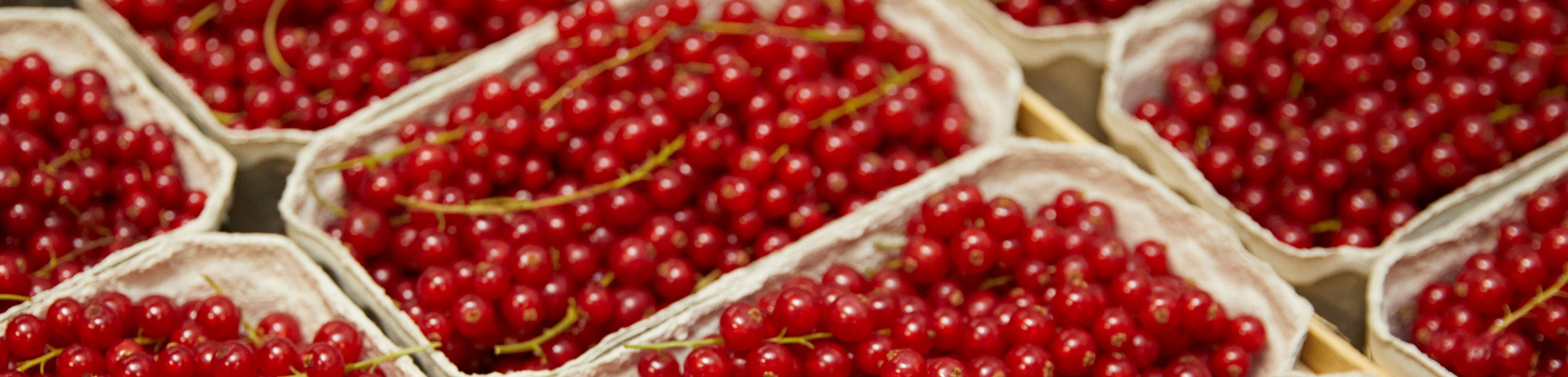 Qualitätserhaltung von Obst und Gemüse im Lager: QS-Akademie